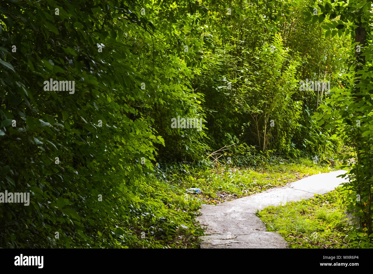 Rain path tree line road hi-res stock photography and images - Alamy
