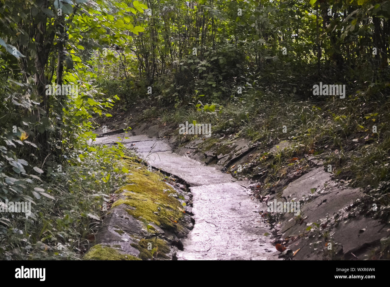 Wet path in middle hi-res stock photography and images - Alamy