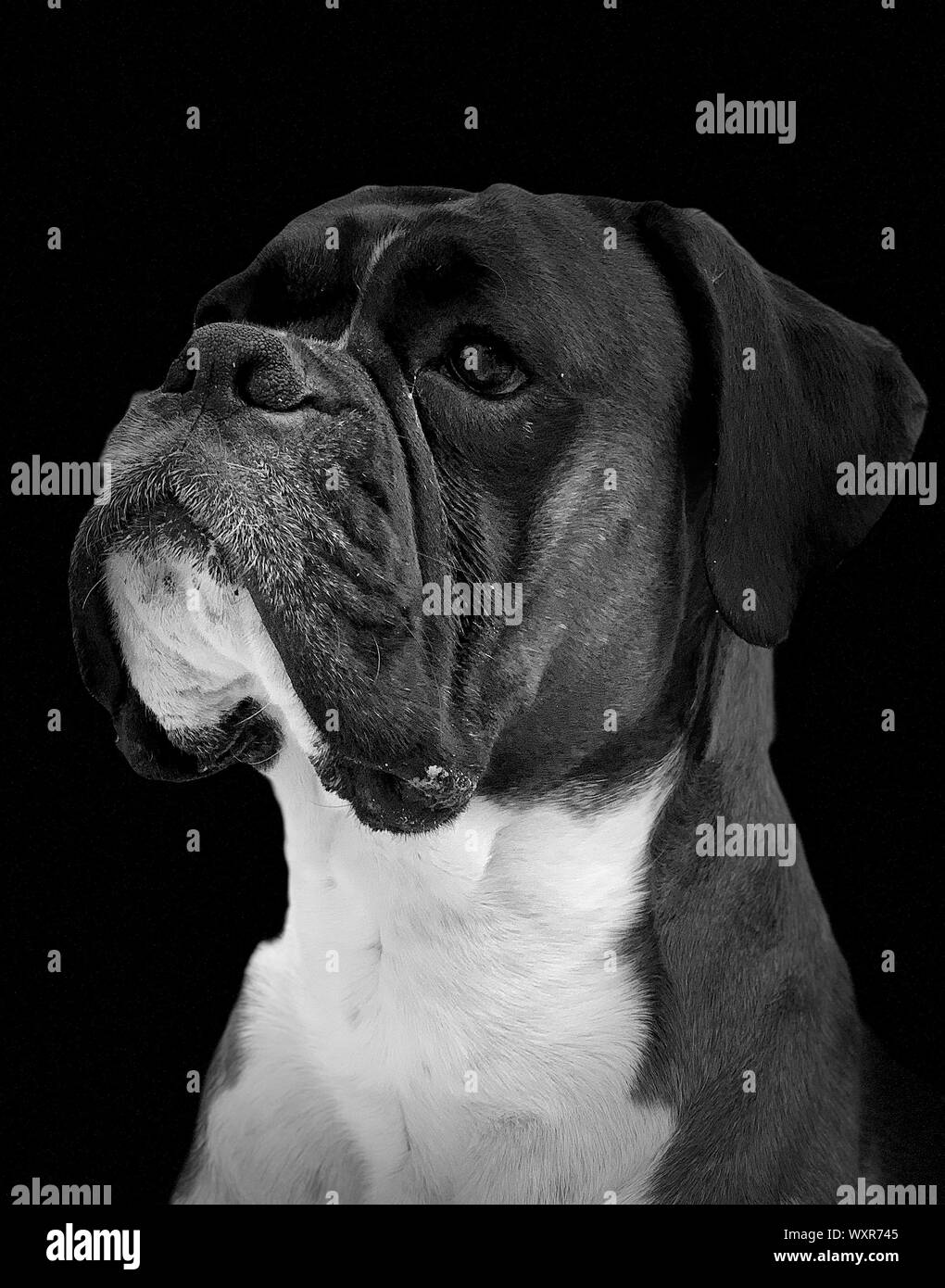 Boxer dog sky hi-res stock photography and images - Alamy