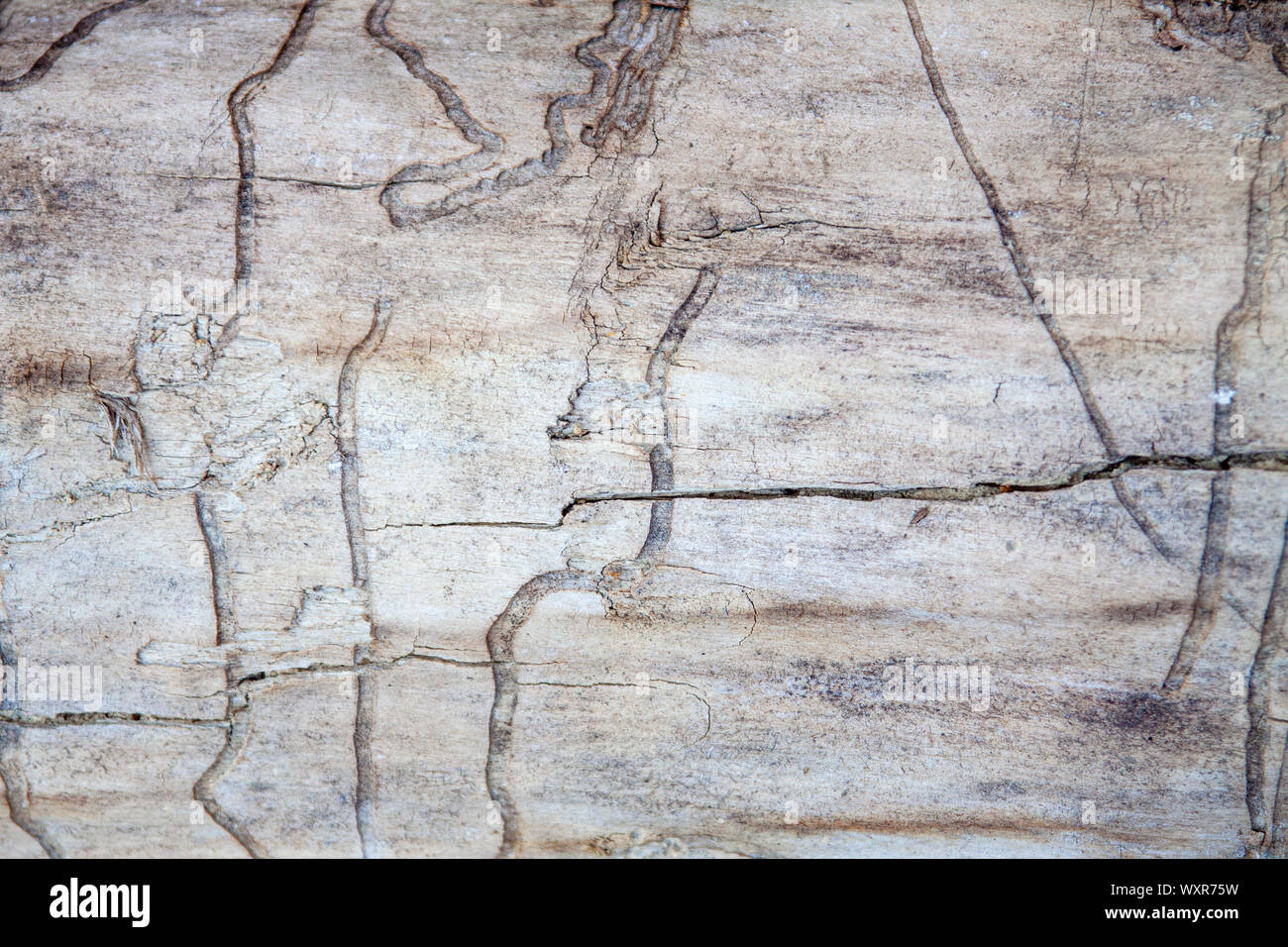 Structure tree traces beetle hi-res stock photography and images - Alamy
