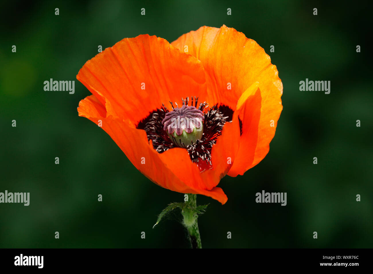 Flowering orange colored poppy. The close-up of Orientale or Turkish ...