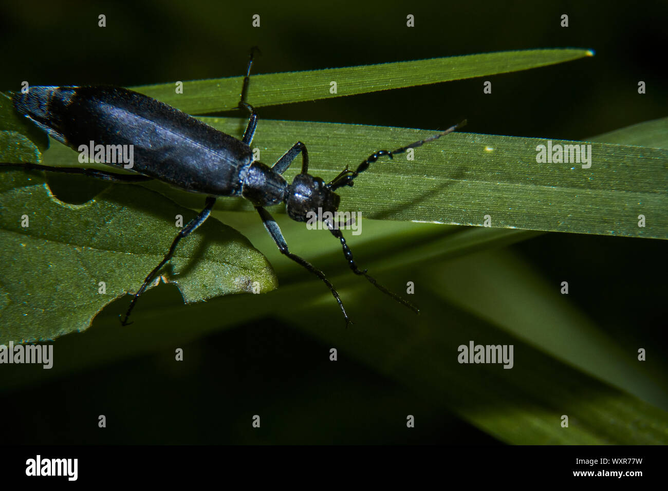 Insect in nature hi-res stock photography and images - Alamy