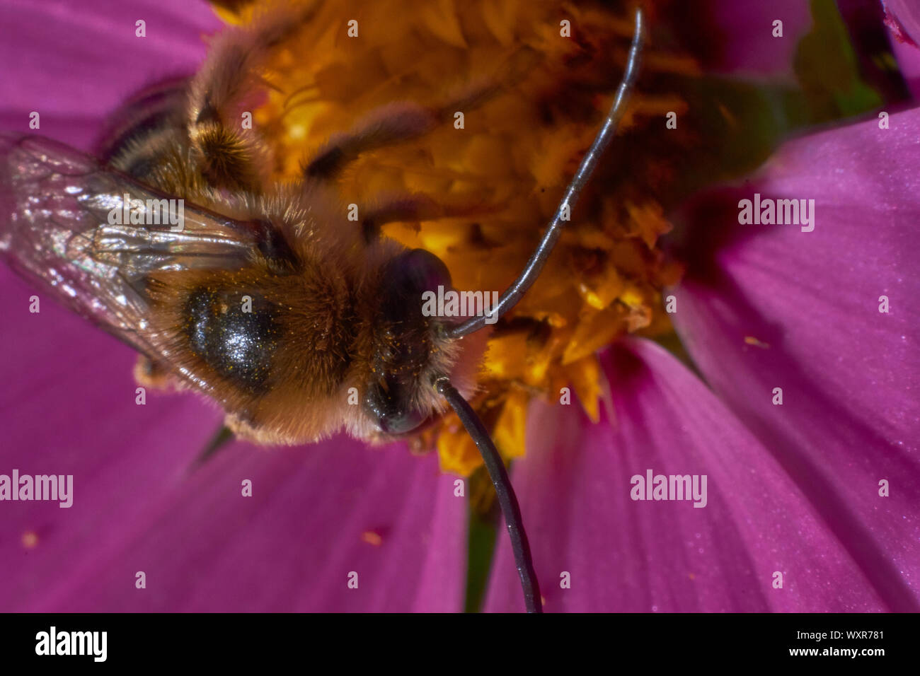 insect in nature takes macro with flowers at sunrise from the garden ...