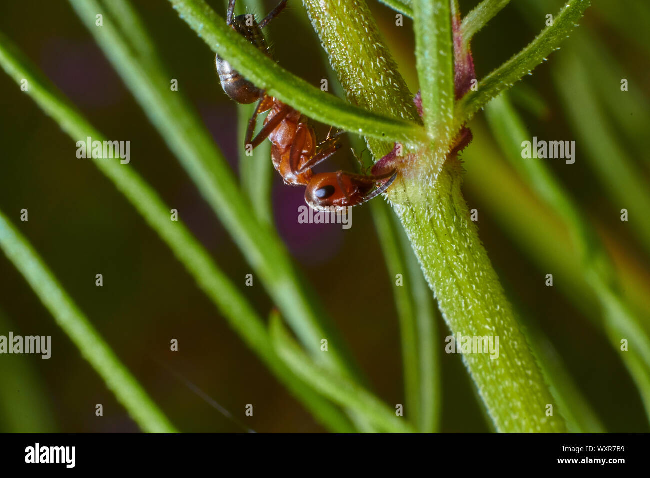 insect in nature takes macro with flowers at sunrise from the garden ...