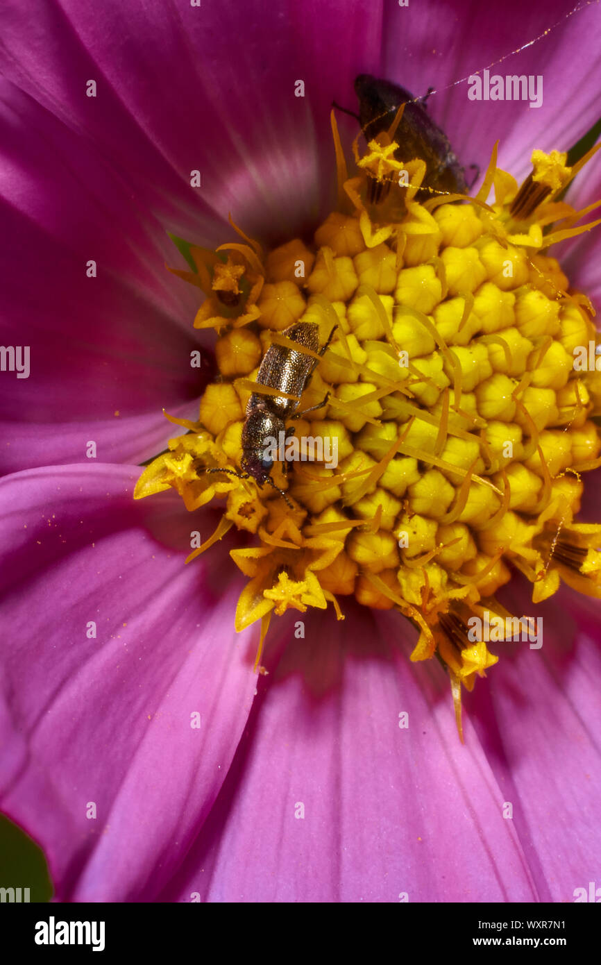 insect in nature takes macro with flowers at sunrise from the garden ...