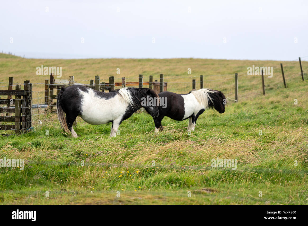 Two little black and miniature horses in papil hi-res stock photography ...