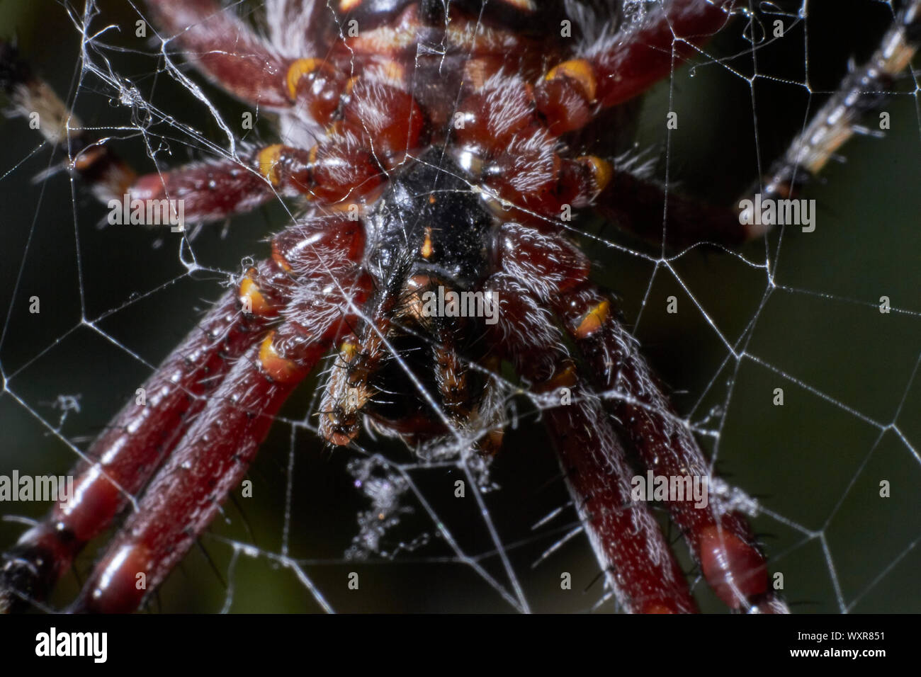 insect in nature takes macro with flowers at sunrise from the garden ...