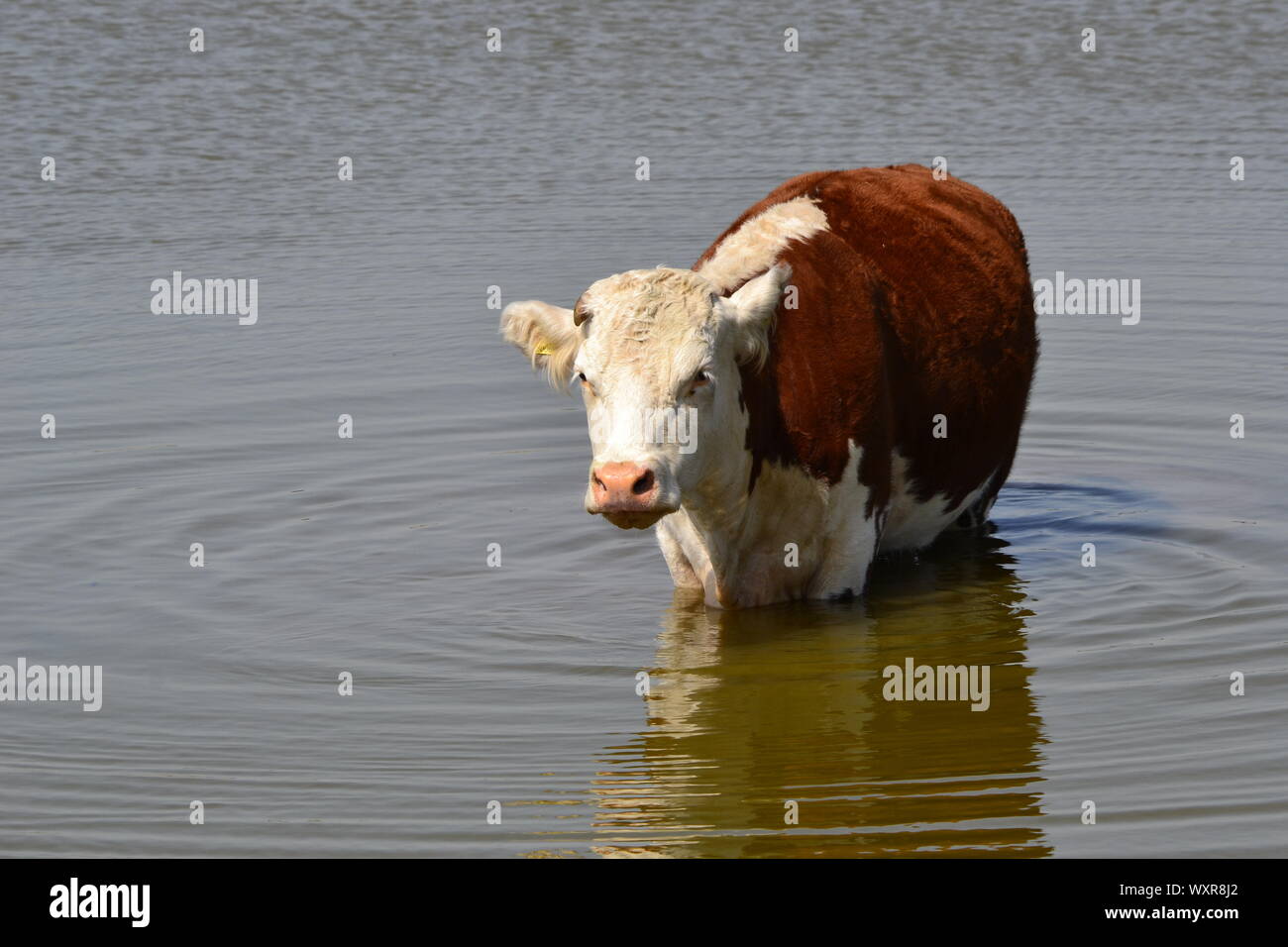 Hot cow hi-res stock photography and images - Alamy