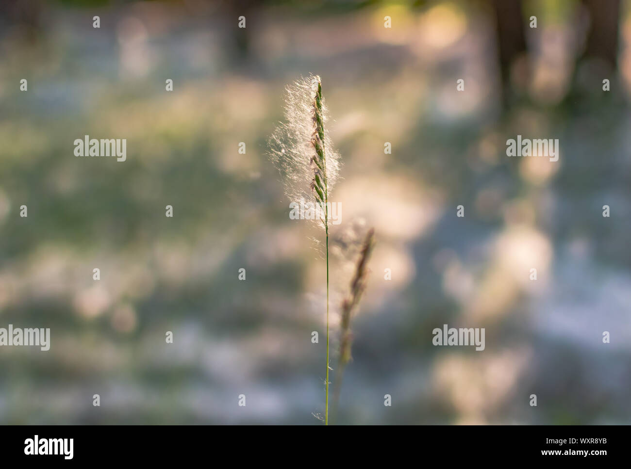 Panicle of reed grass or smallweed (Calamagrostis) covered with poplar ...
