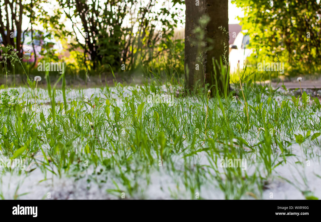 Green grass lawn covered with poplar wool on a summer sunny evening ...