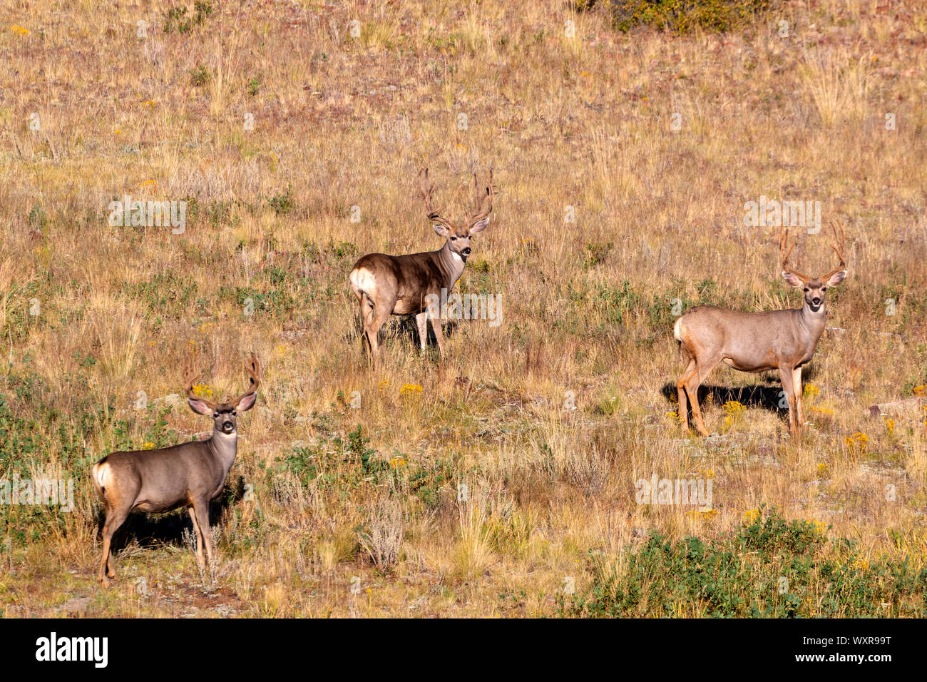 Three buck mule deer traversing a minor peak in the Pike National ...