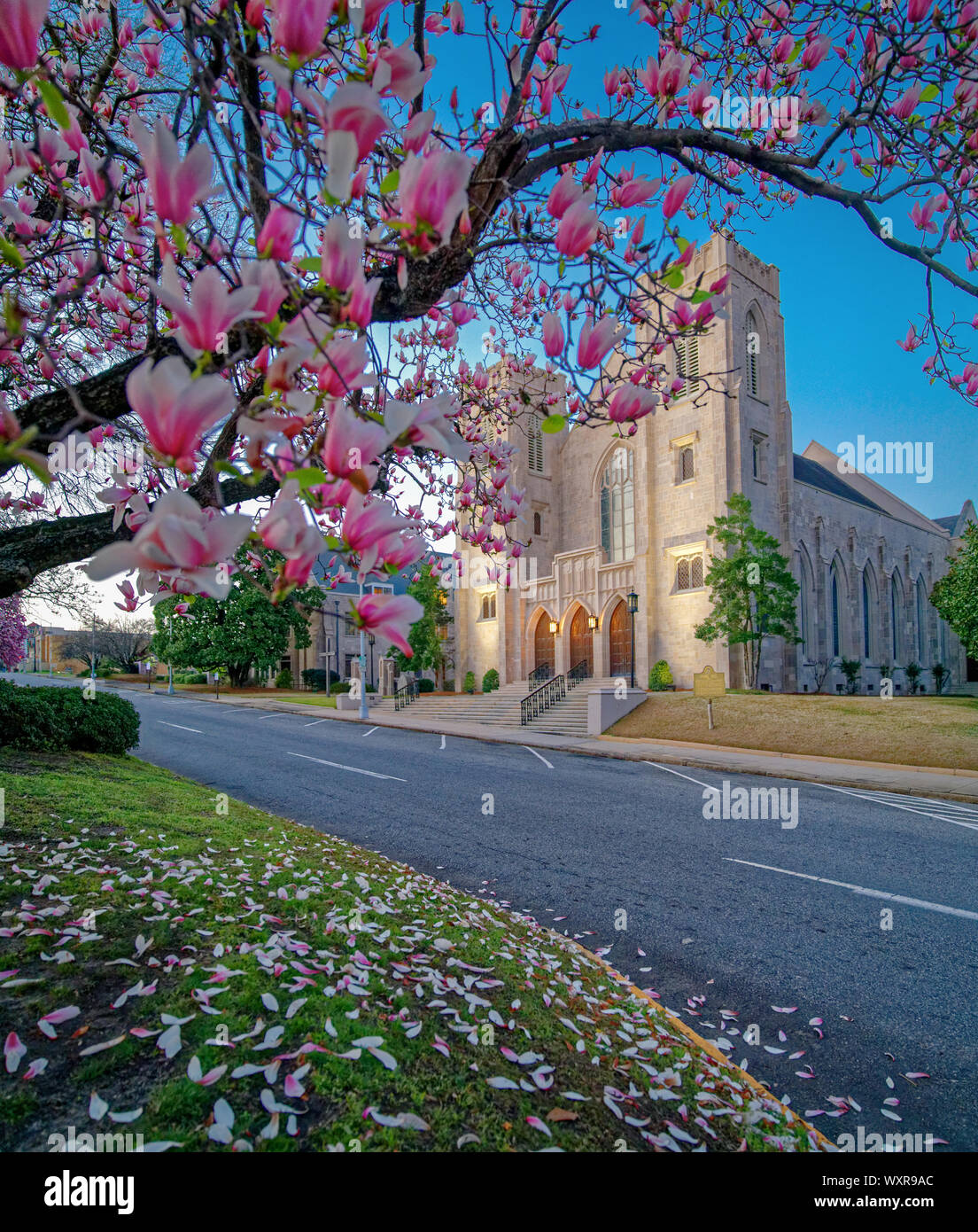 Macon GA - Japanese Magnolia Stock Photo - Alamy