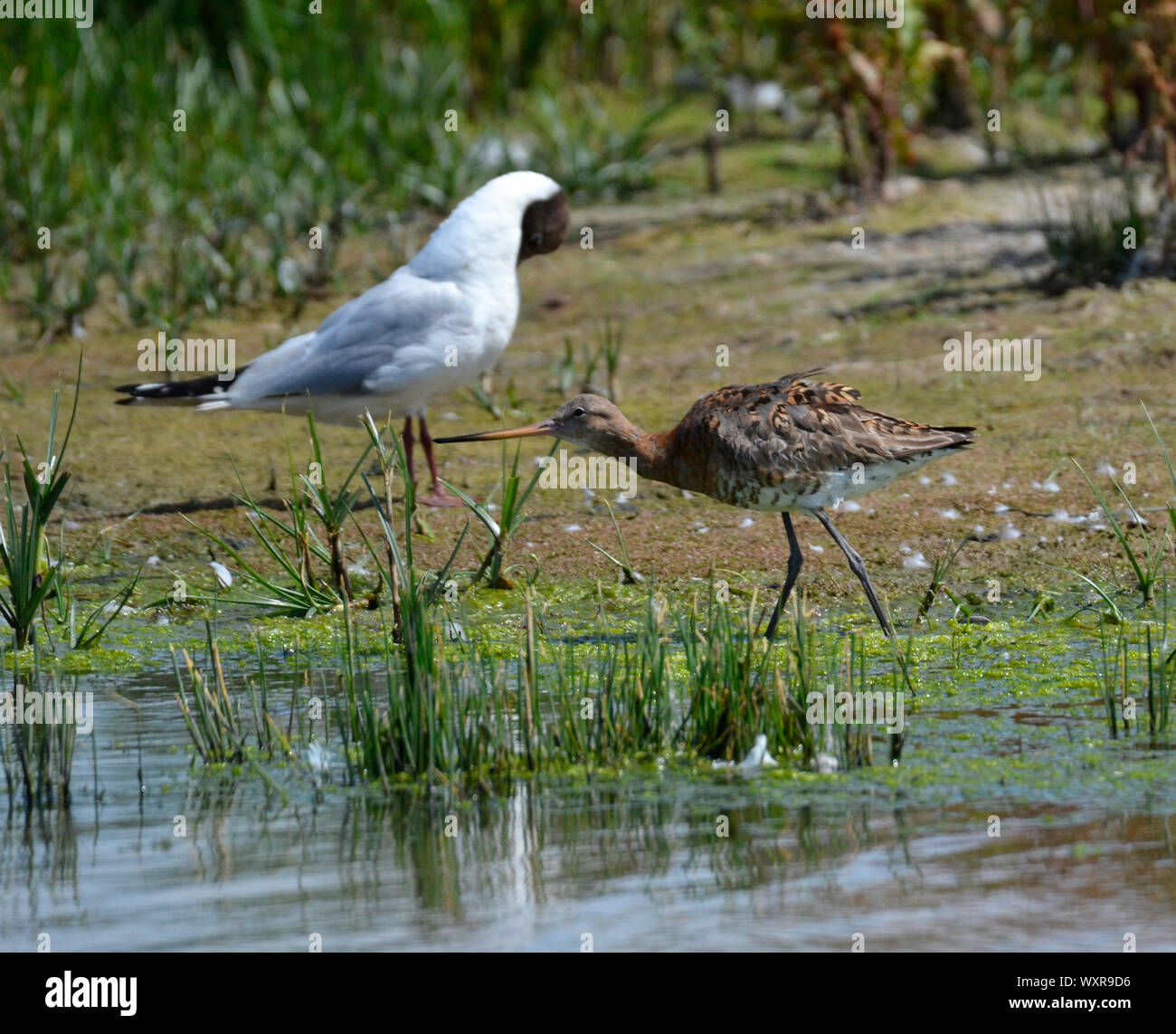 A godwit and a black headed gull in the wetlands at RSPB Frampton Marsh ...