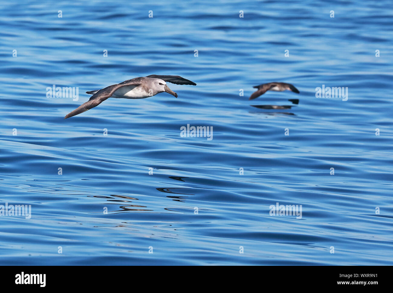 Salvin's Albatross (Thalassarche salvini) immature in flight with Pink ...