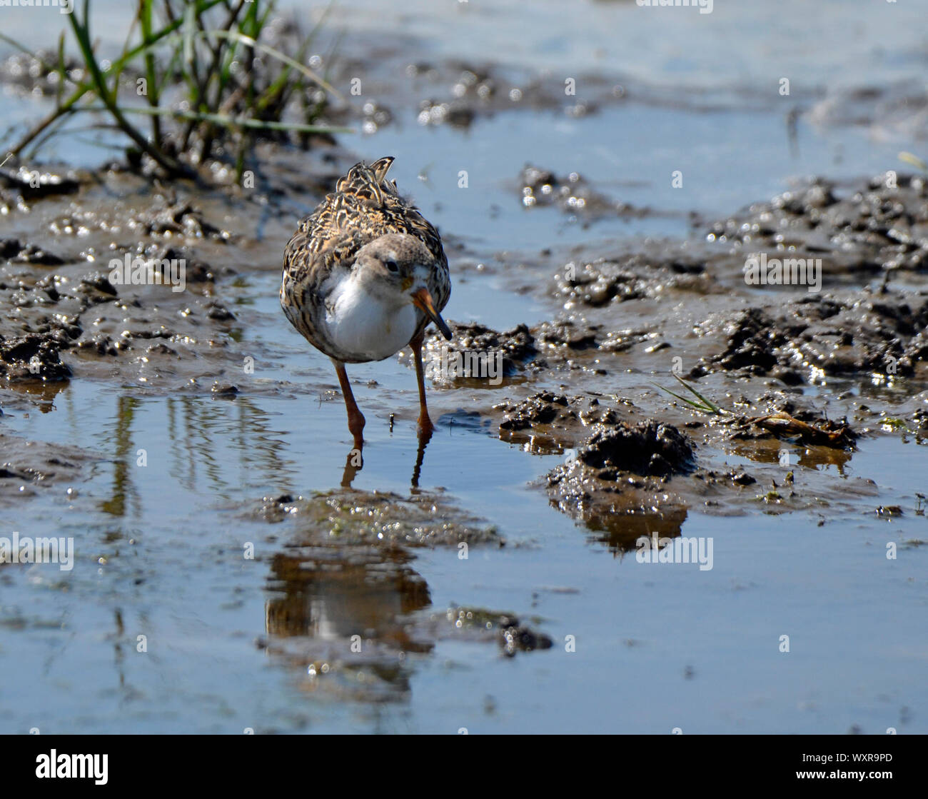 Common sandpiper habitat hi-res stock photography and images - Alamy