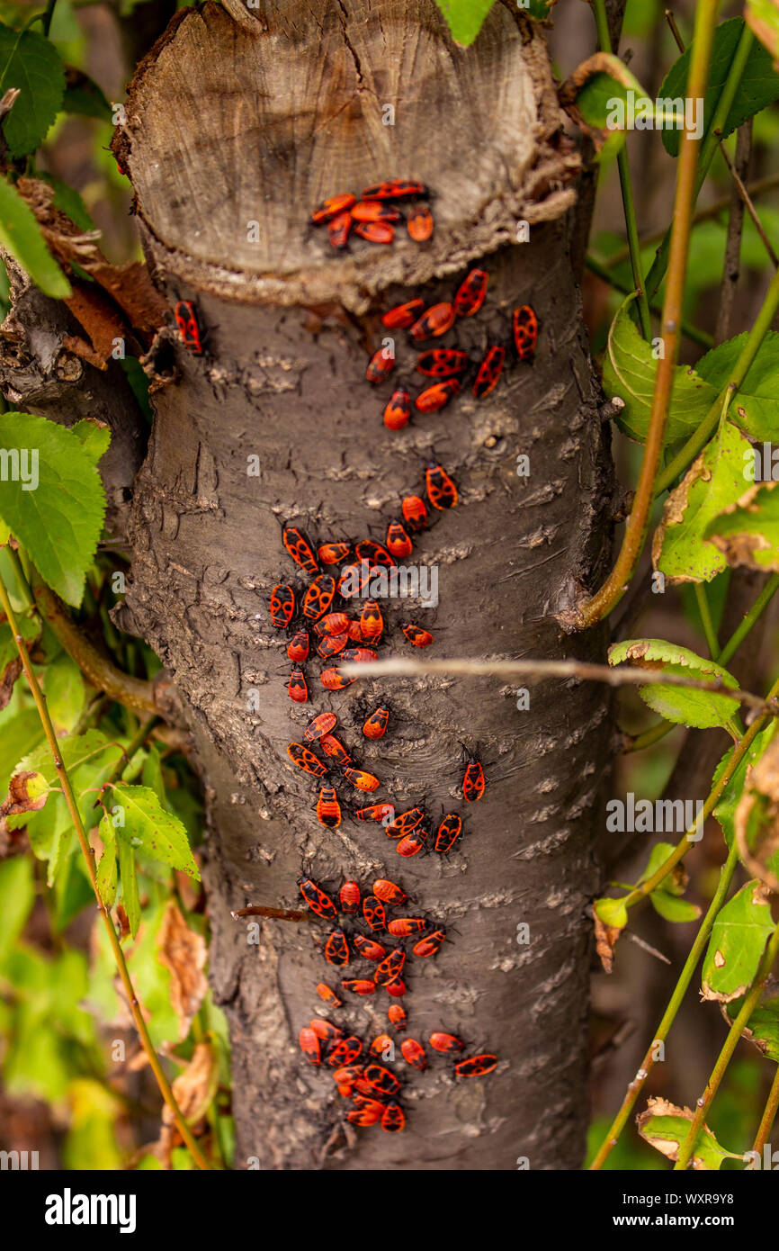A fire bug pyrrhocoris apterus hi-res stock photography and images - Alamy