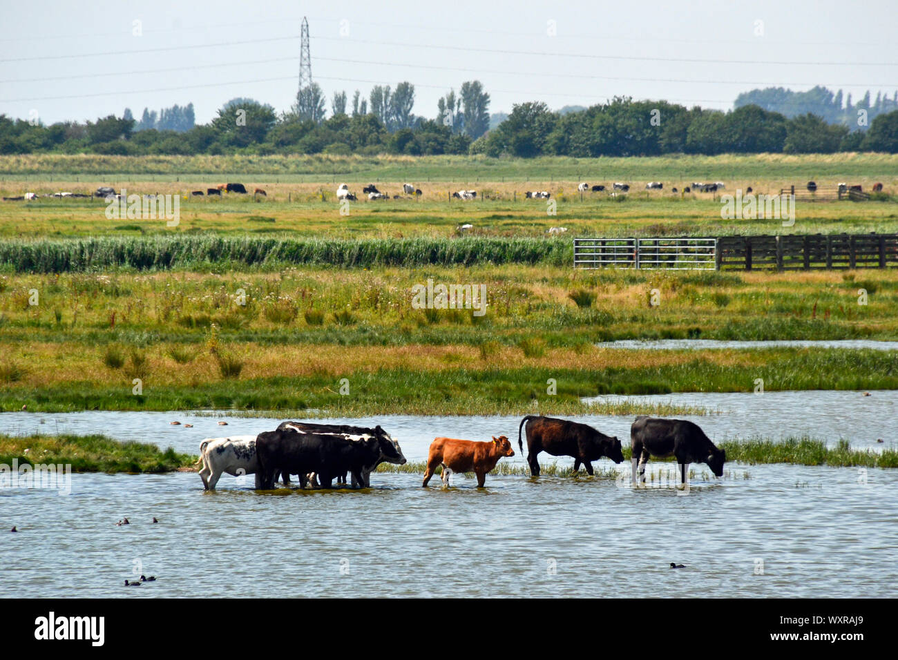 Cattle in the water at RSPB Frampton Marsh Nature Reserve, Lincolnshire ...