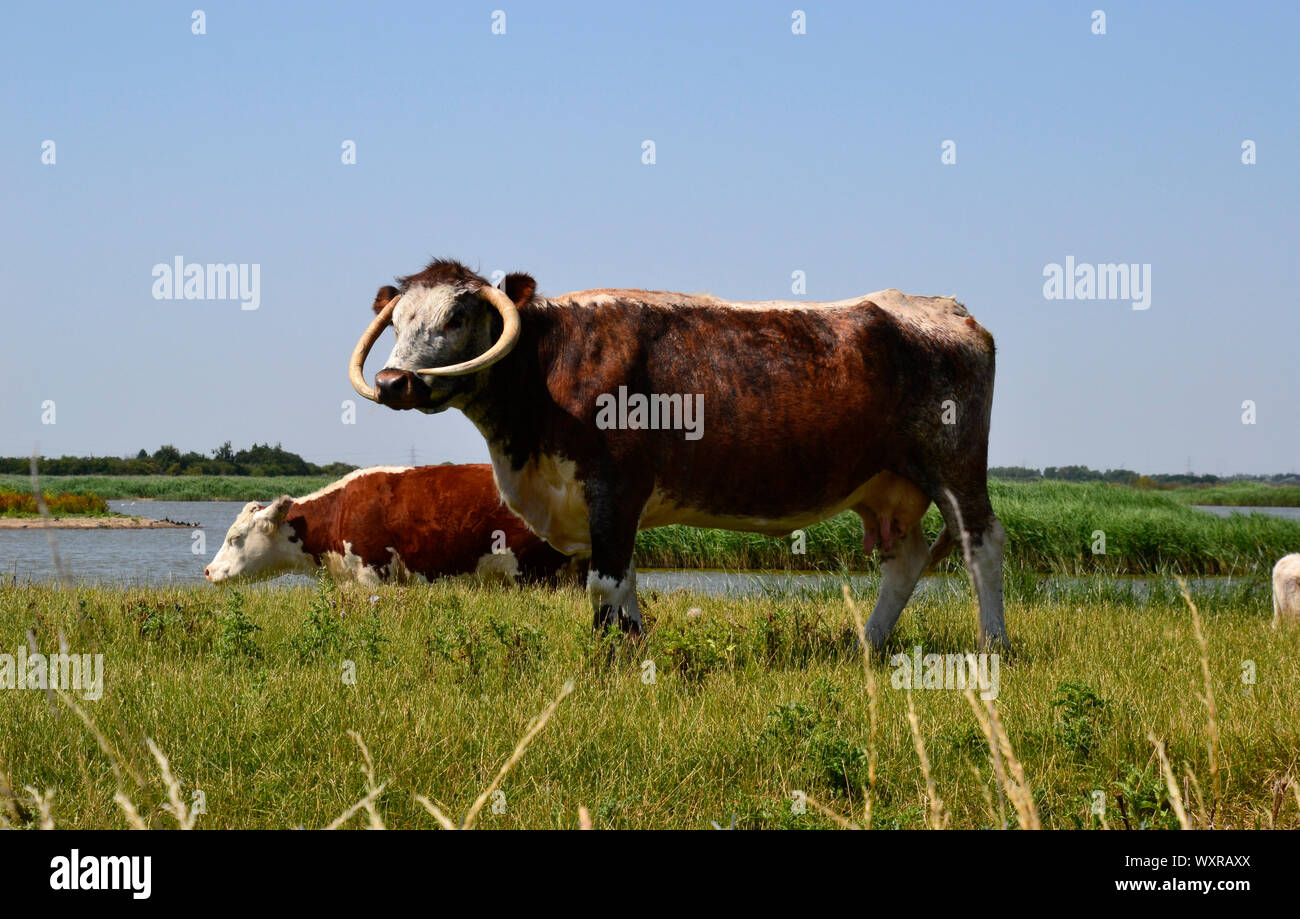 Cow with huge horns at RSPB Frampton Marsh Nature Reserve, Lincolnshire ...