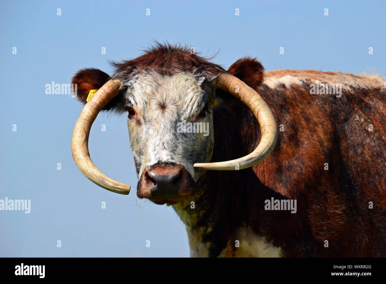 Cow horns hi-res stock photography and images - Alamy