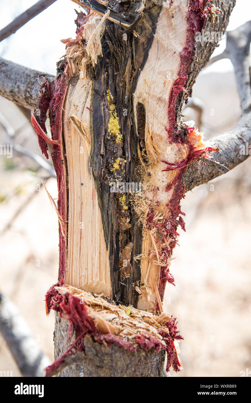 honey in a tree from small stingless honeybees Stock Photo - Alamy