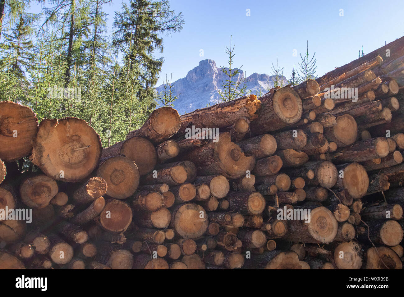 Pine log end tree hi-res stock photography and images - Alamy