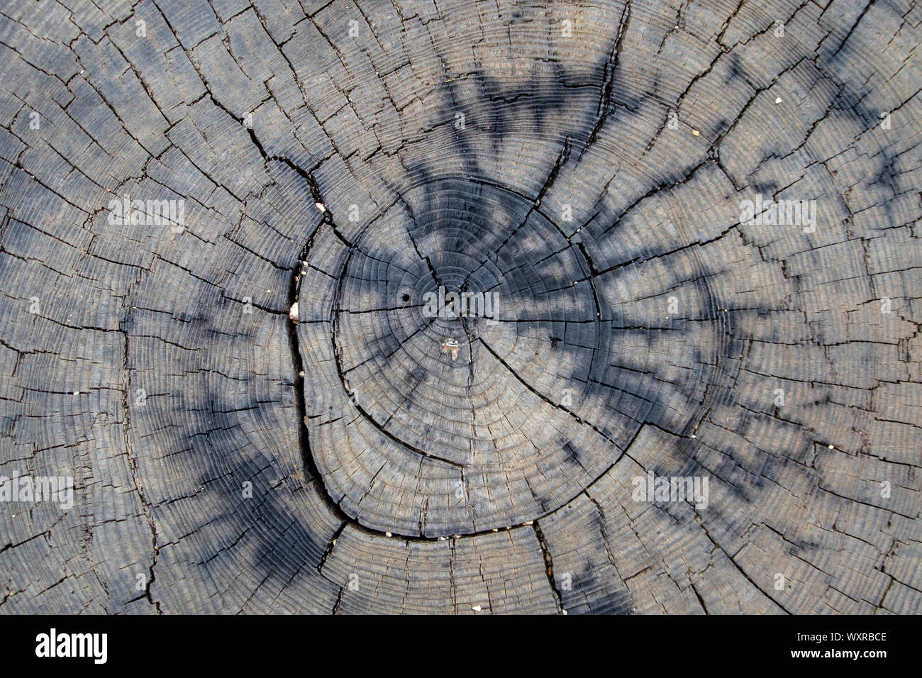 End of a cut tree hi-res stock photography and images - Alamy