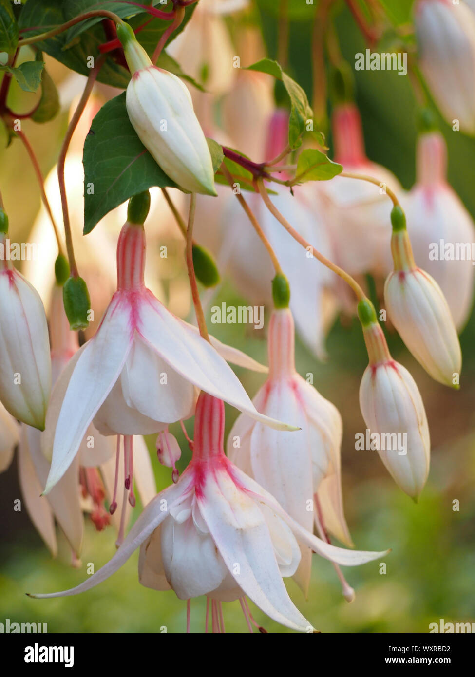 Pink Annabelle High Resolution Stock Photography and Images - Alamy