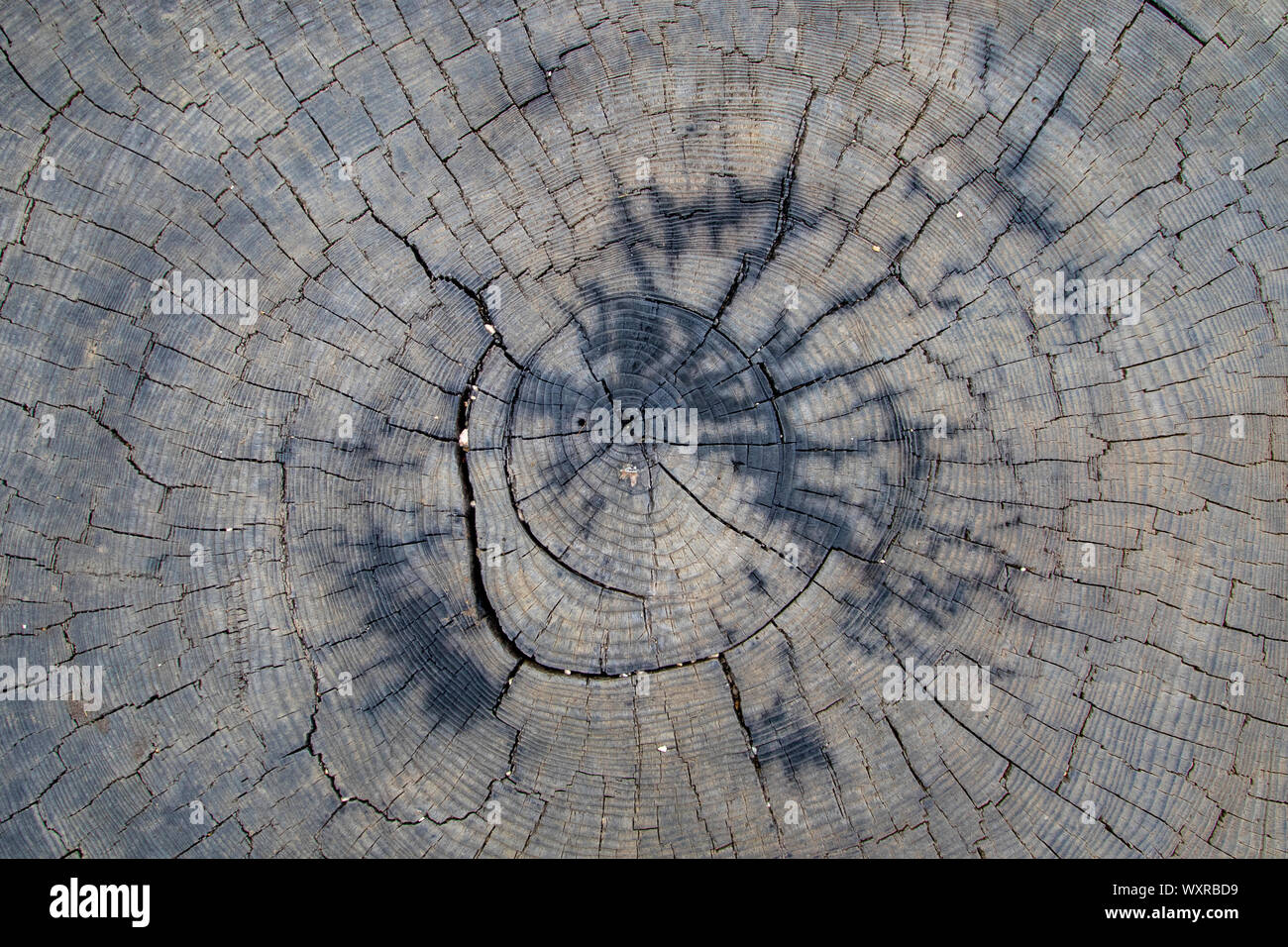 Oak tree flora and fauna hi-res stock photography and images - Alamy