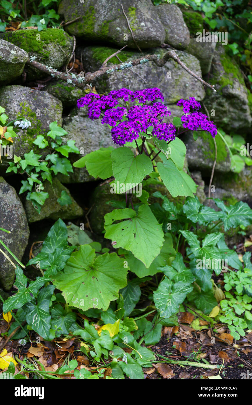 A ******* plant with purple flowers, England, UK Stock Photo - Alamy