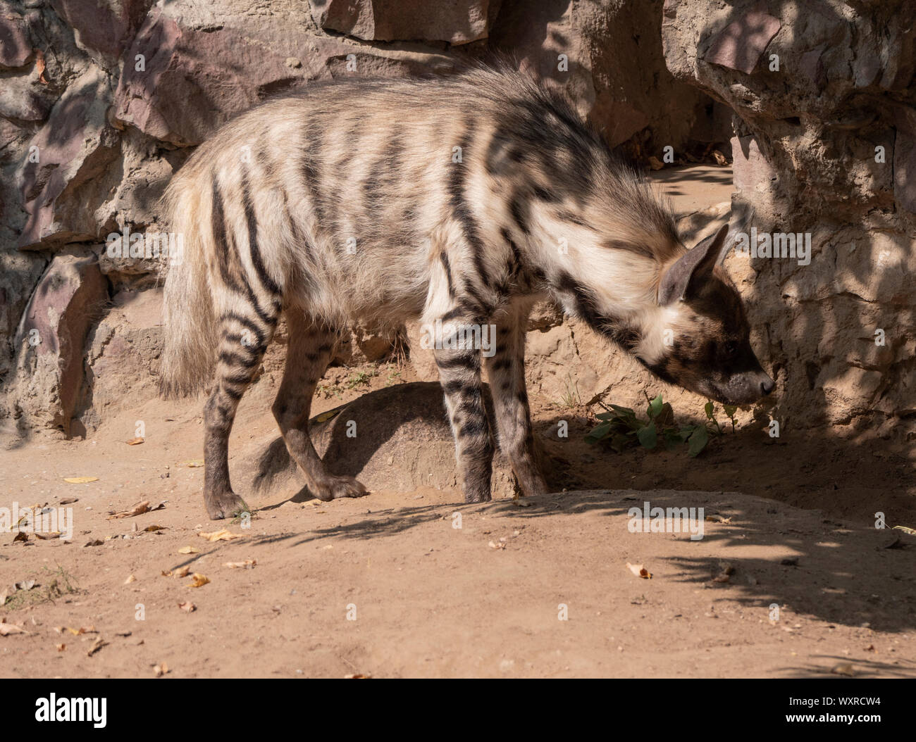 Portrait of a spotted hyena in the shade of trees Stock Photo - Alamy