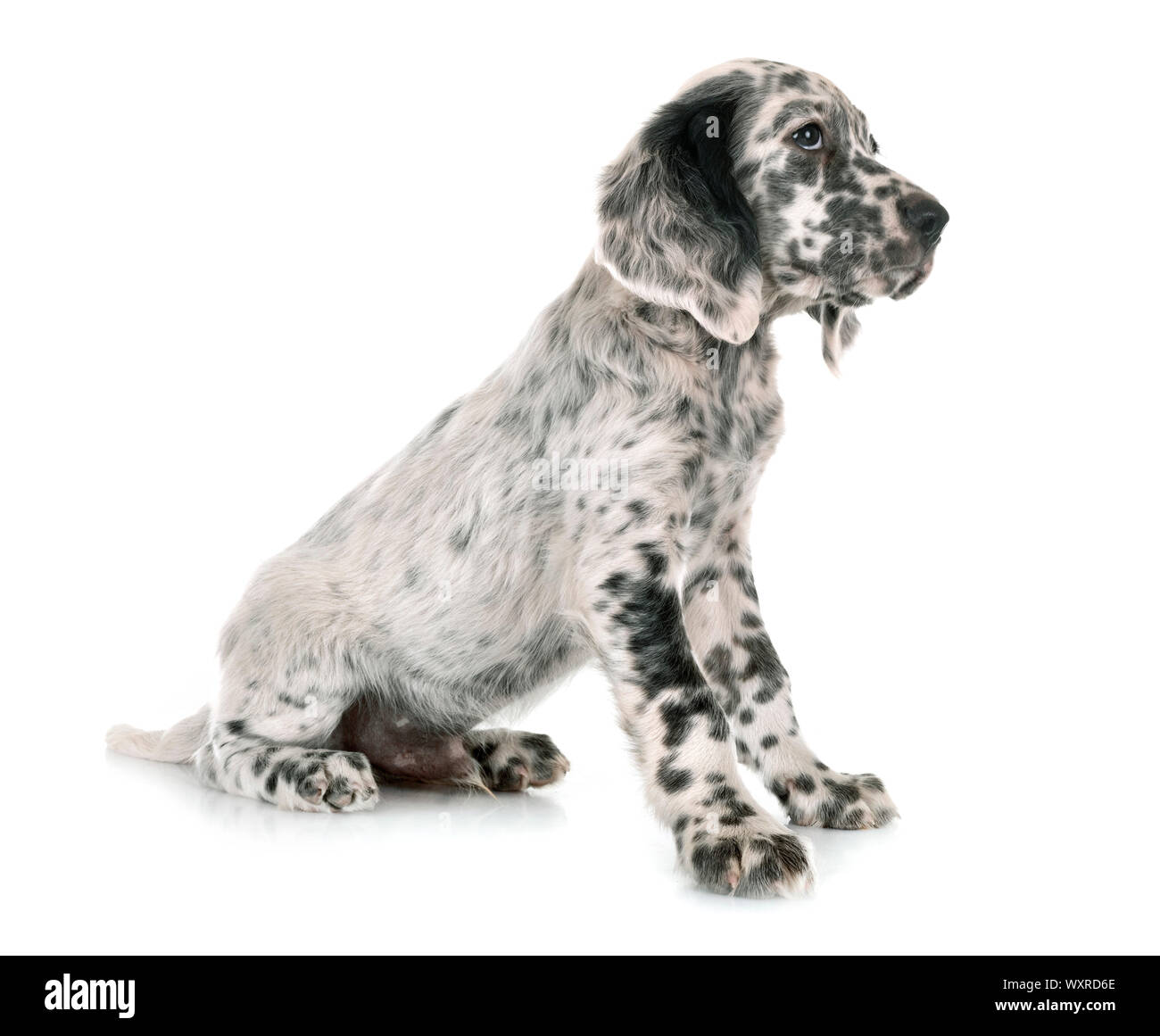 puppy english setter in front of white background Stock Photo - Alamy