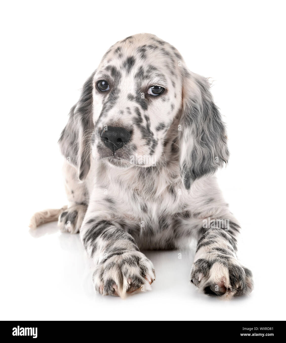 puppy english setter in front of white background Stock Photo - Alamy