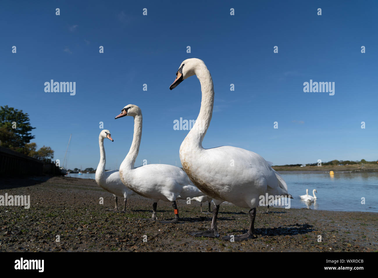 Large White Mute Swans of Hullbridge and Woodham Ferrers Battlebridge ...