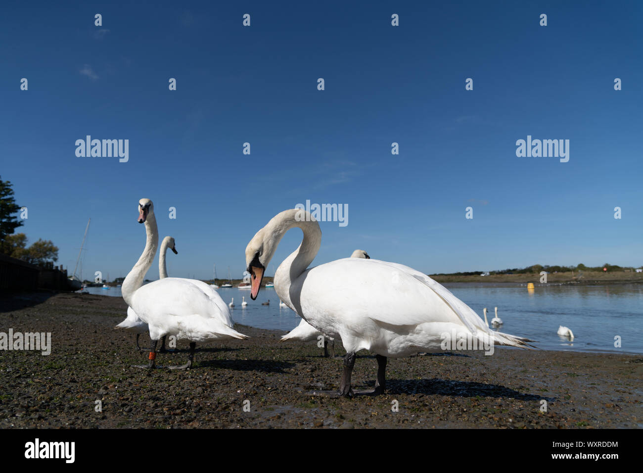 Large White Mute Swans of Hullbridge and Woodham Ferrers Battlebridge ...
