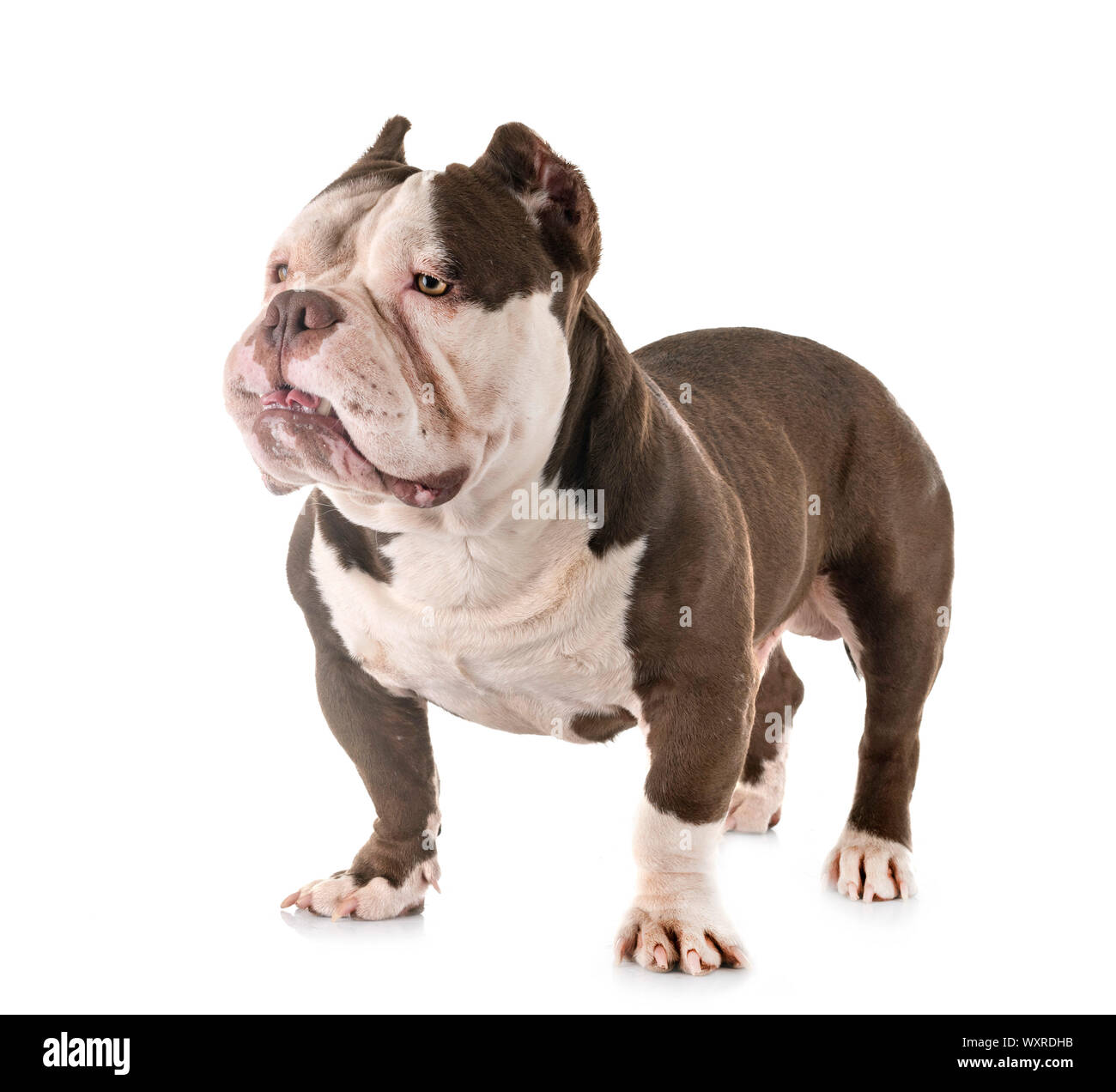 american bully in front of white background Stock Photo - Alamy