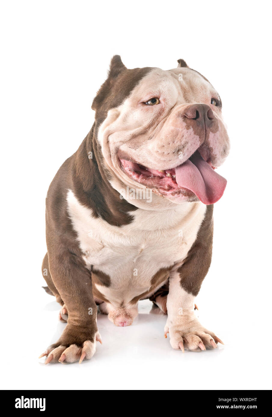 american bully in front of white background Stock Photo - Alamy