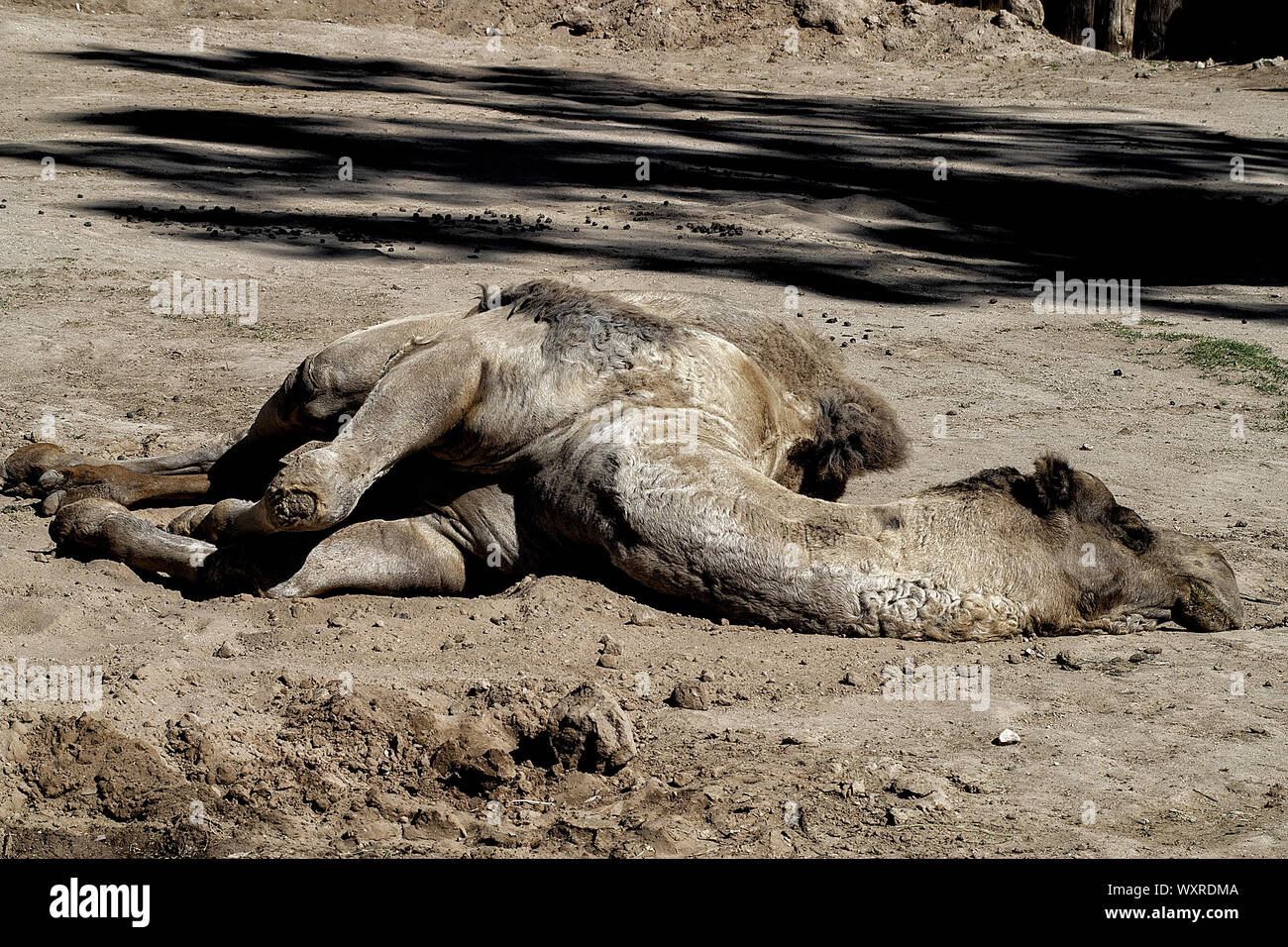 Camel laying down hi-res stock photography and images - Alamy