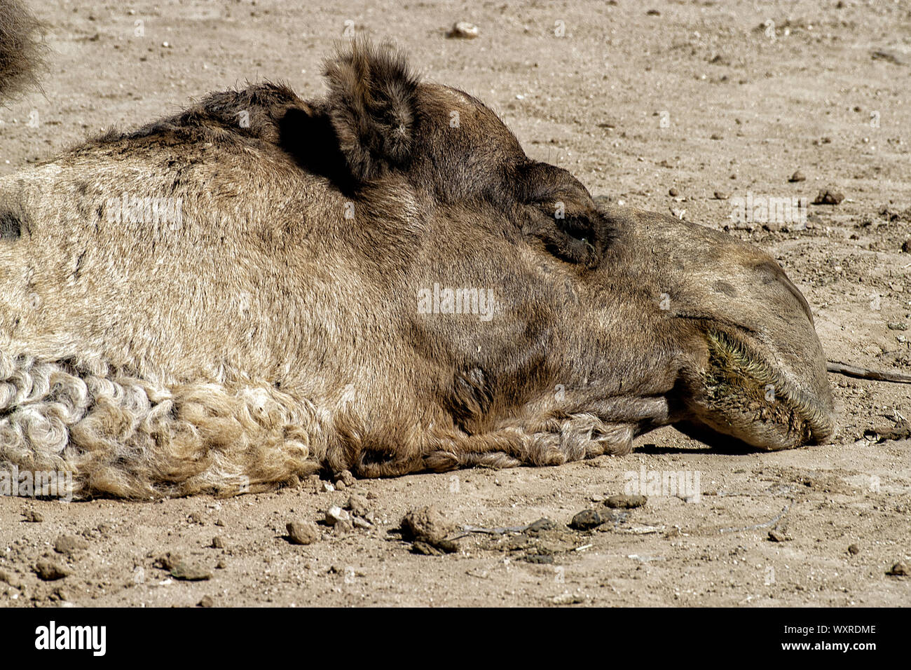 Camel laying down hi-res stock photography and images - Alamy
