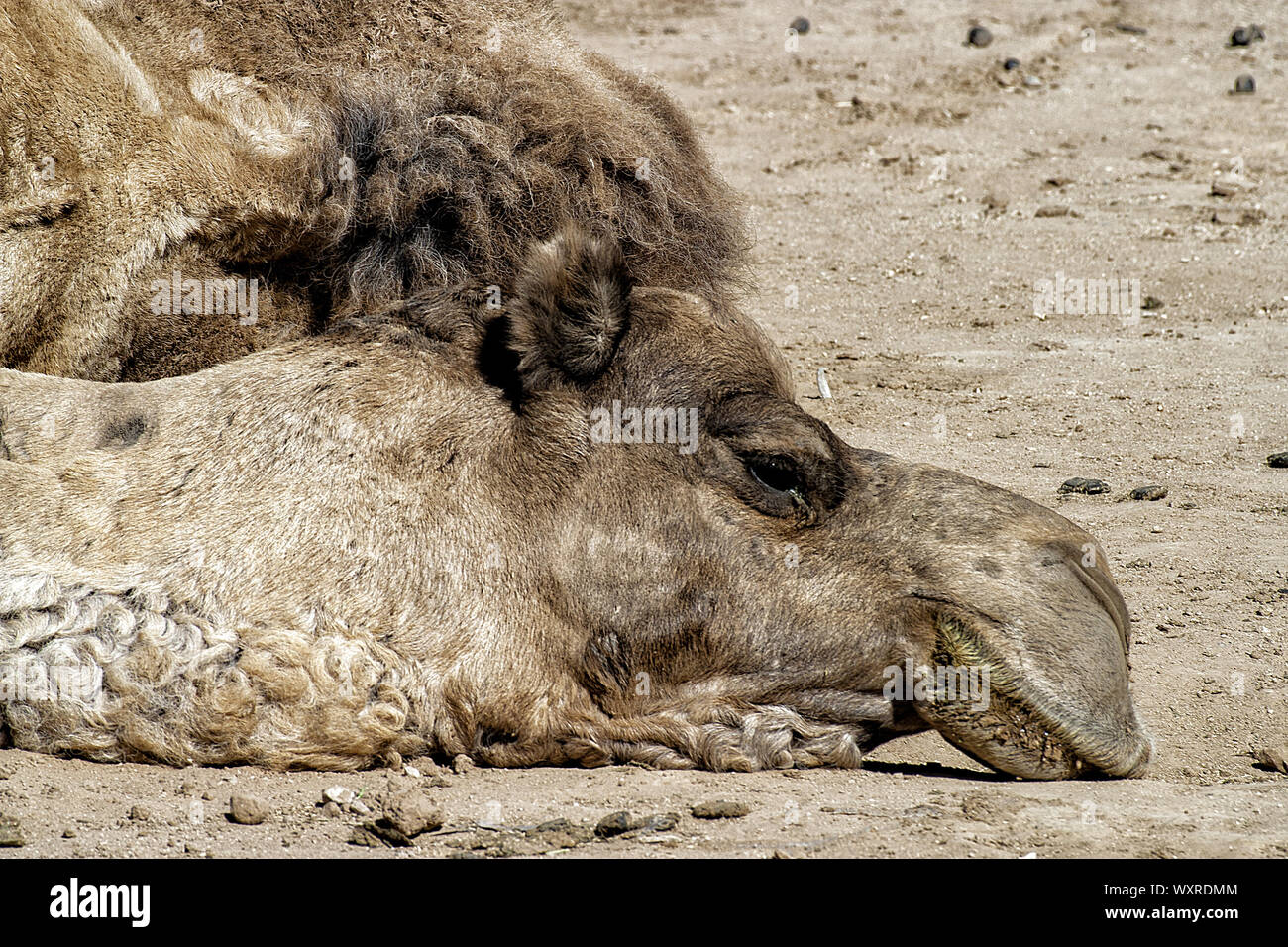Camel laying down hi-res stock photography and images - Alamy