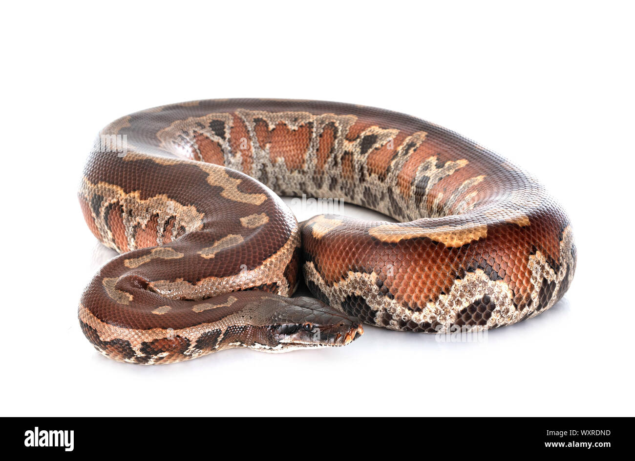 Python brongersmai in front of white background Stock Photo - Alamy