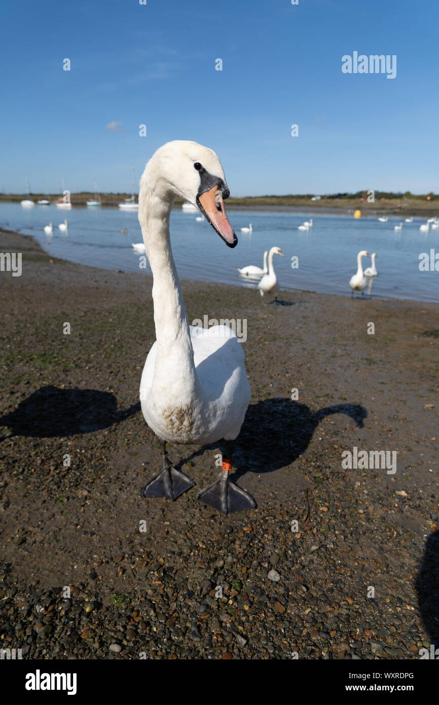 Large White Mute Swans of Hullbridge and Woodham Ferrers Battlebridge ...