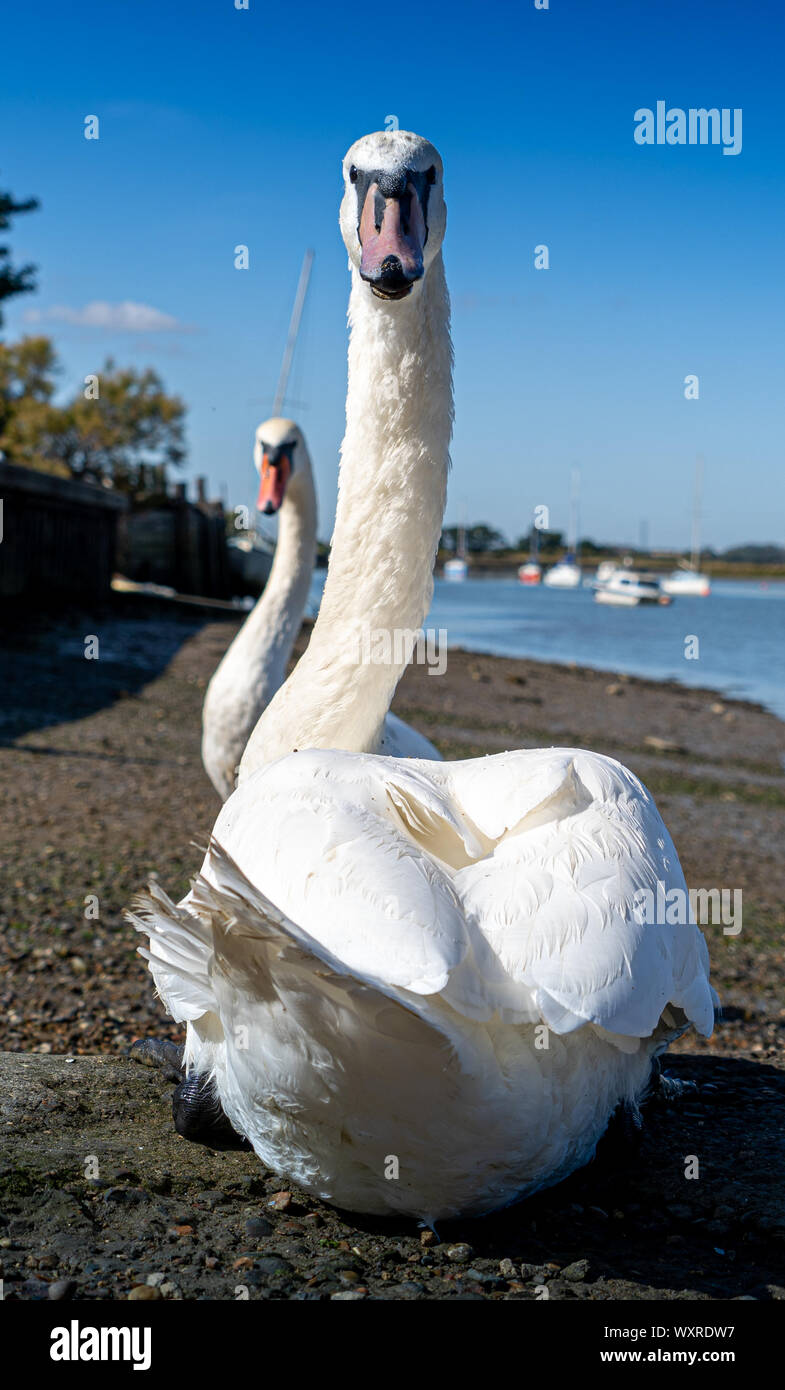 Hullbridge essex hi-res stock photography and images - Alamy