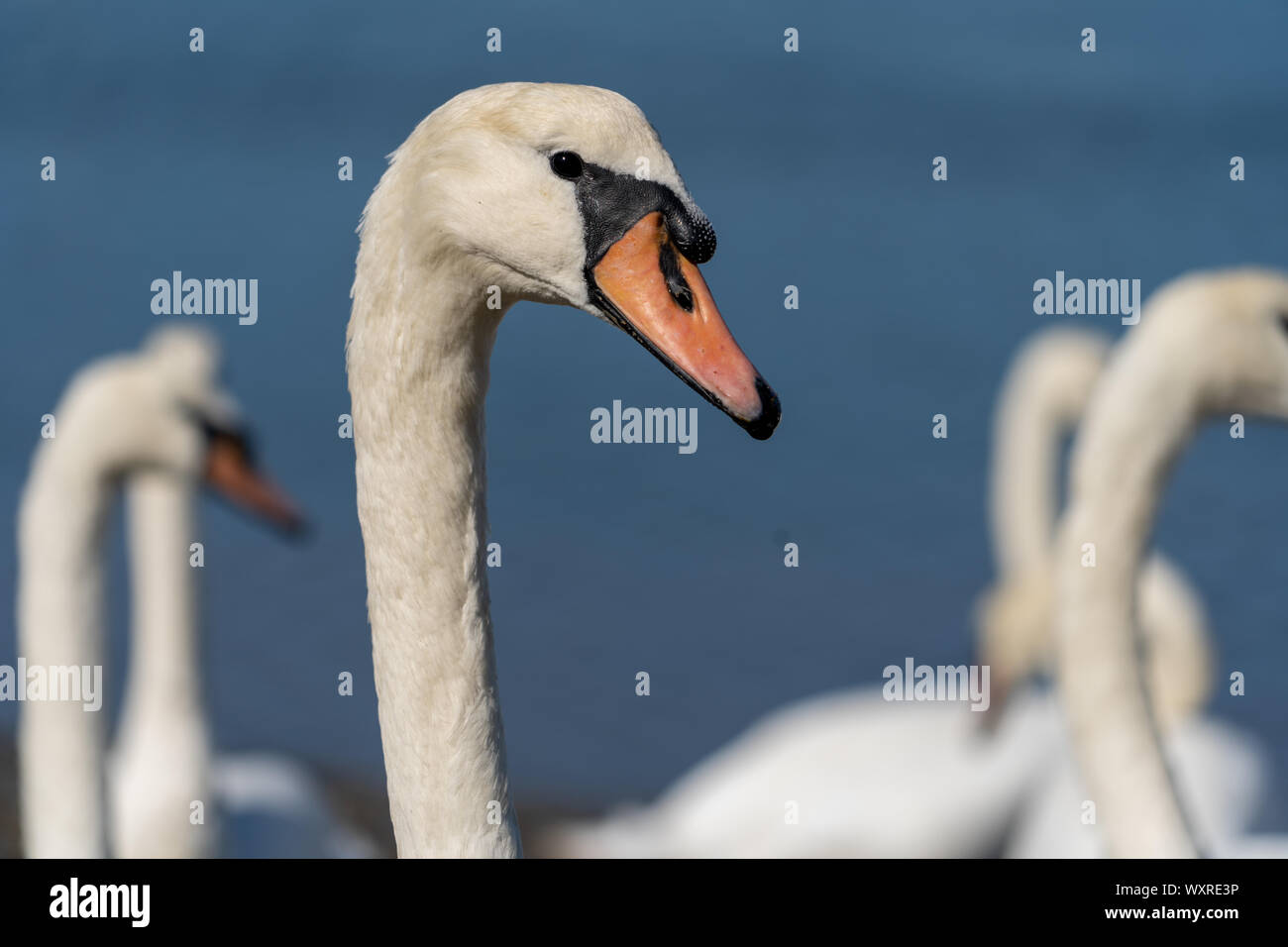 Large White Mute Swans of Hullbridge and Woodham Ferrers Battlebridge ...