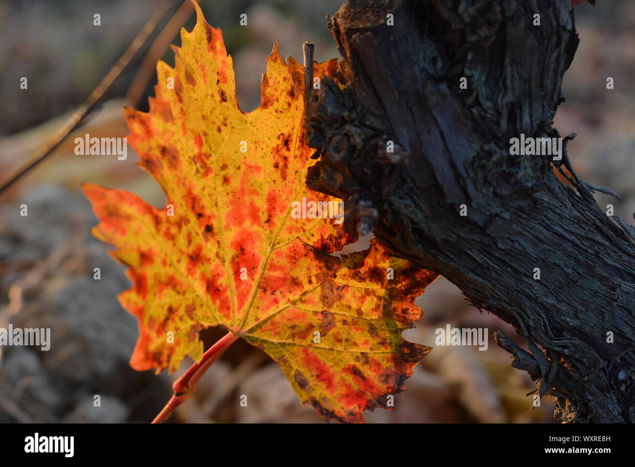 Colorful grapevine tree leaves Stock Photo - Alamy