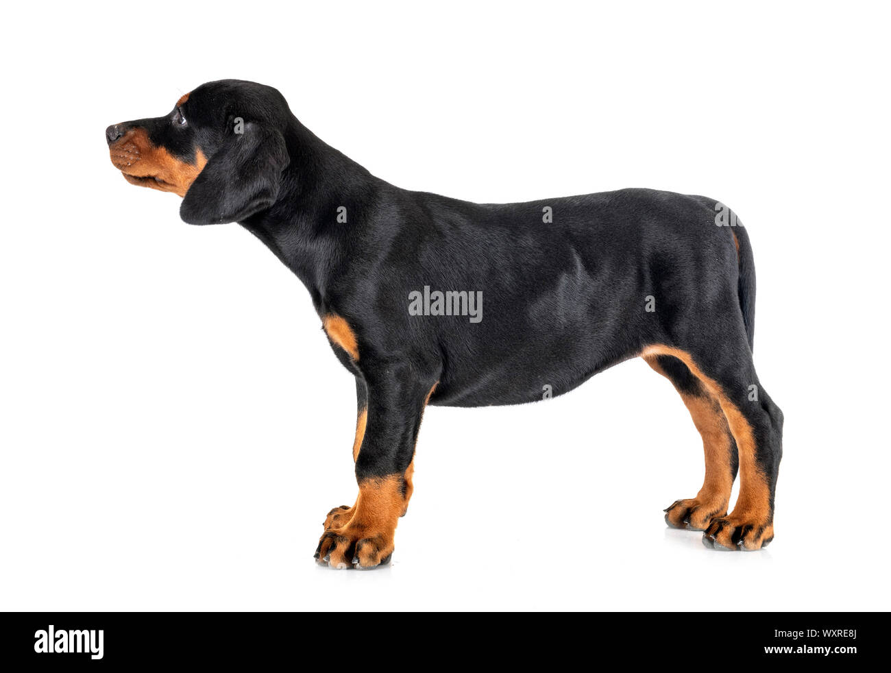 puppy Doberman Pinscher in front of white background Stock Photo - Alamy