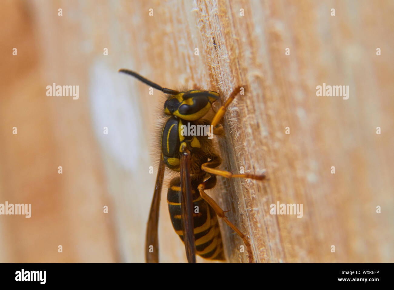 insect in nature takes macro with flowers at sunrise from the garden ...