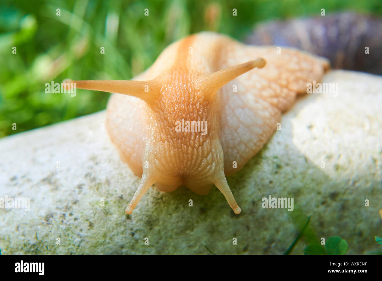 Snail crawling over white stone. Selective focus. Low depth of field ...