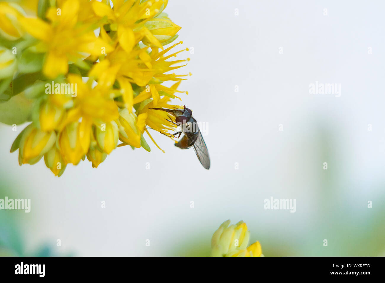 insect in nature takes macro with flowers at sunrise from the garden ...
