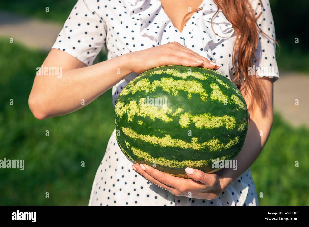 young woman's hands are showing whole watermelon on green nature ...
