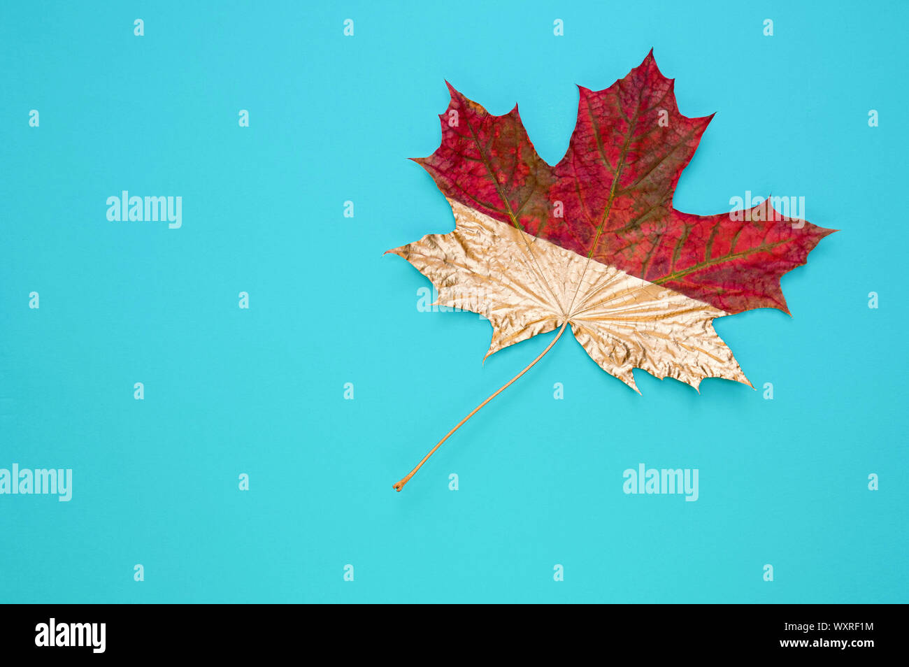 Maple leaf half painted in gold color on a blue background. Copy space ...